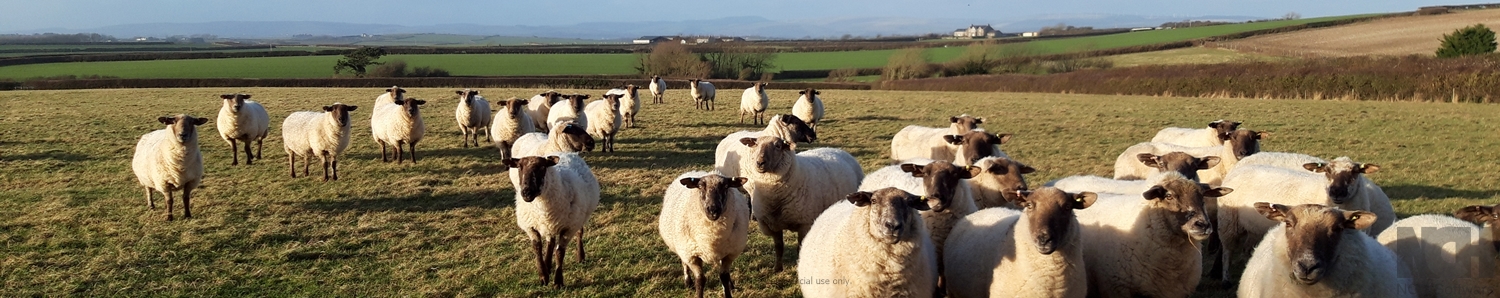 Wick Community Council – website: www.wickcc.wales email ...